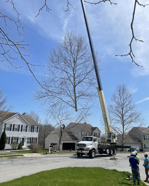 Tree Removal Chester County PA | Boot Road Tree Service